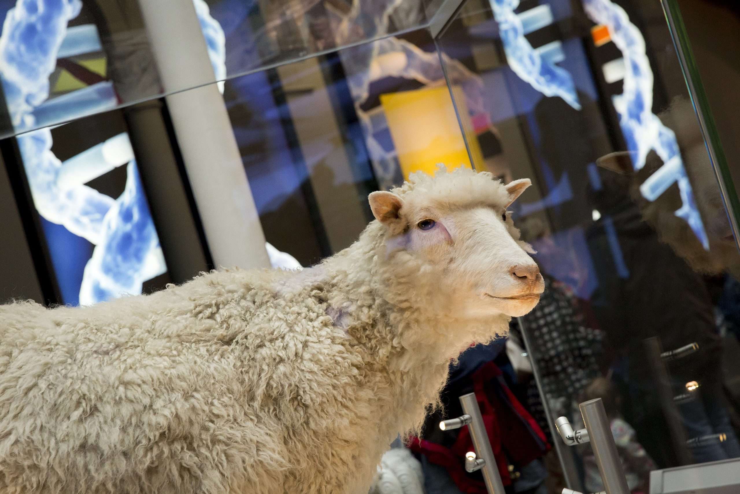 National Museums Scotland gifted fleece of Dolly the Sheep | The ...