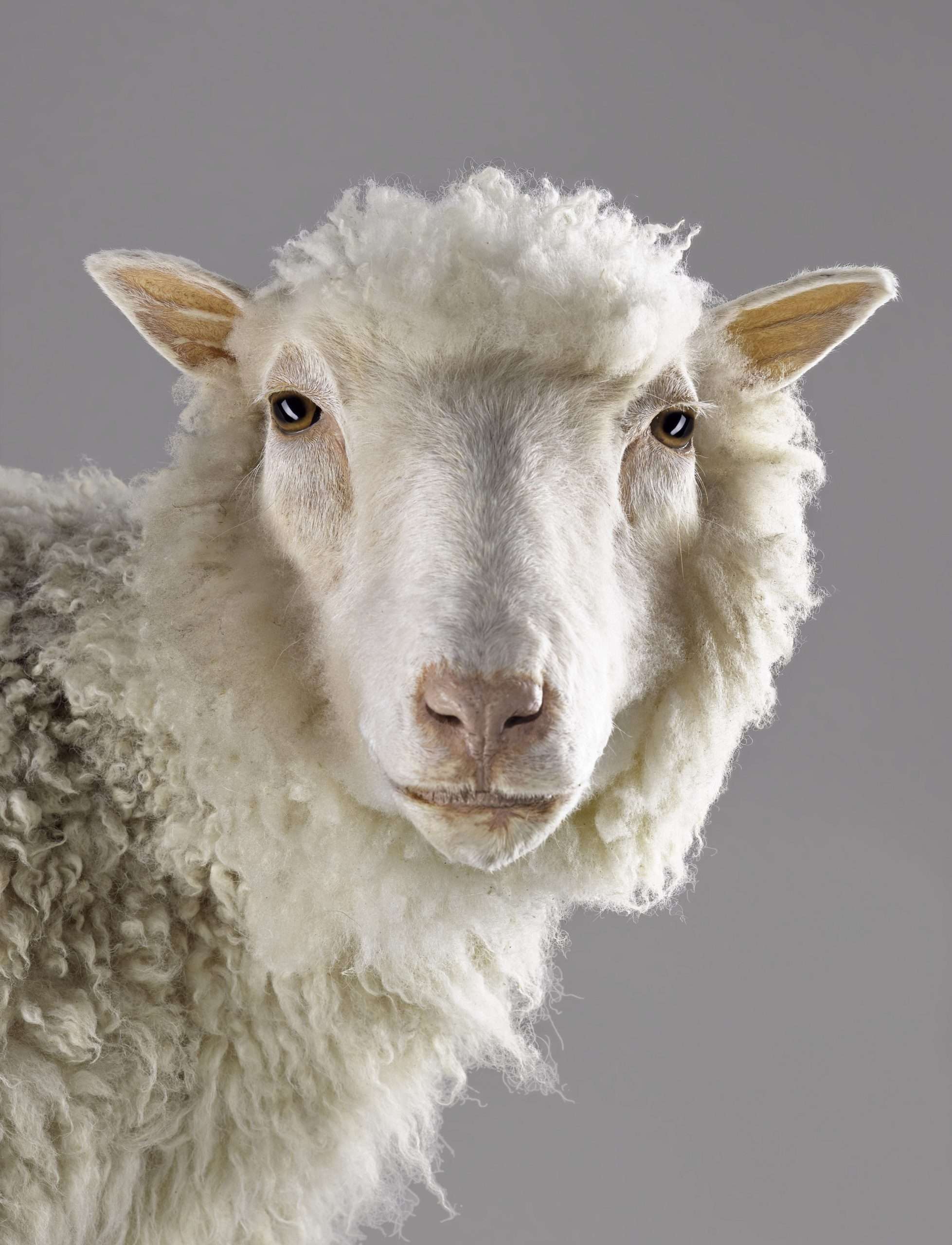 National Museums Scotland gifted fleece of Dolly the Sheep | The ...