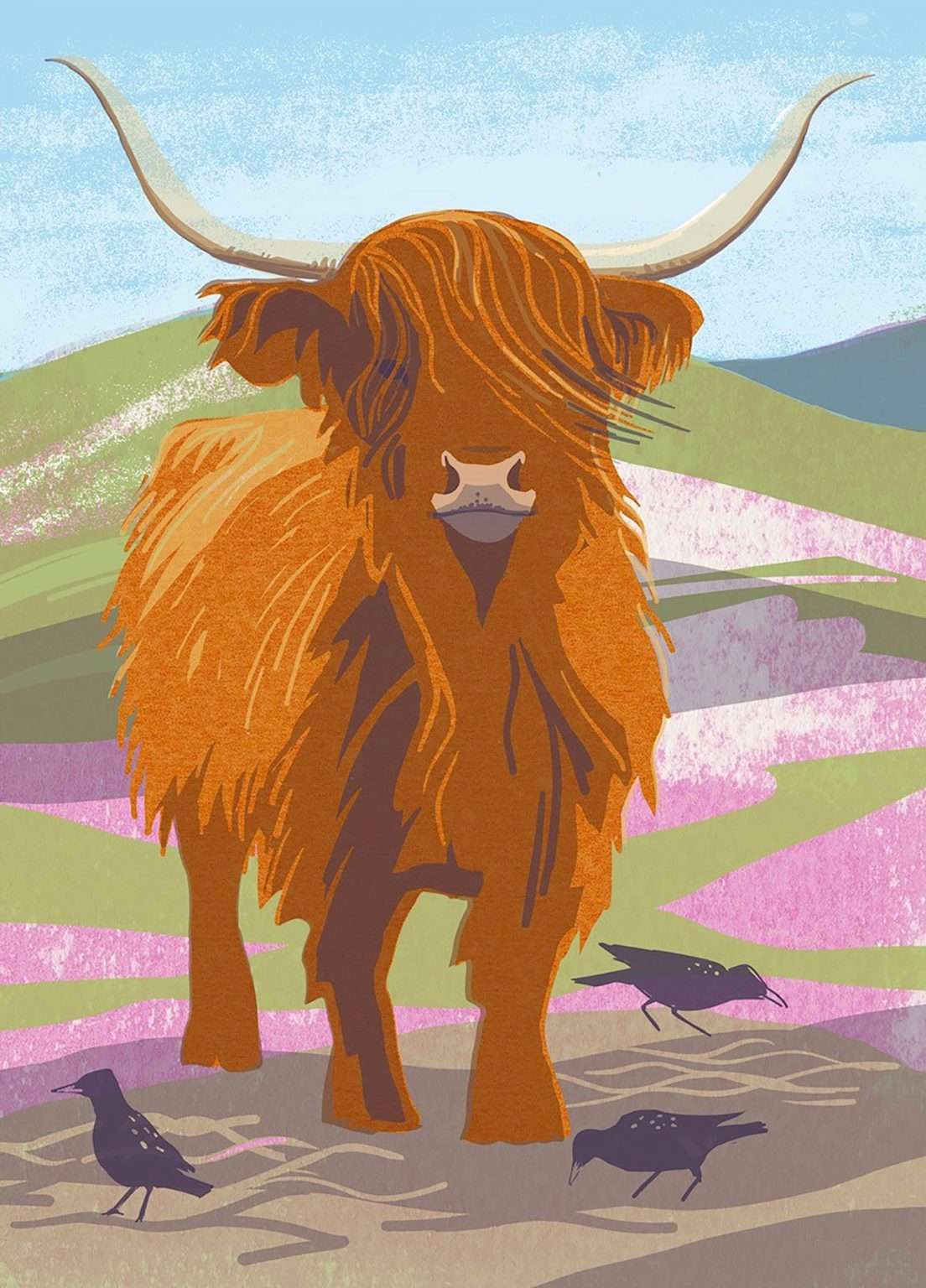 Nature Notebook: Highland Cow | The Scottish Banner