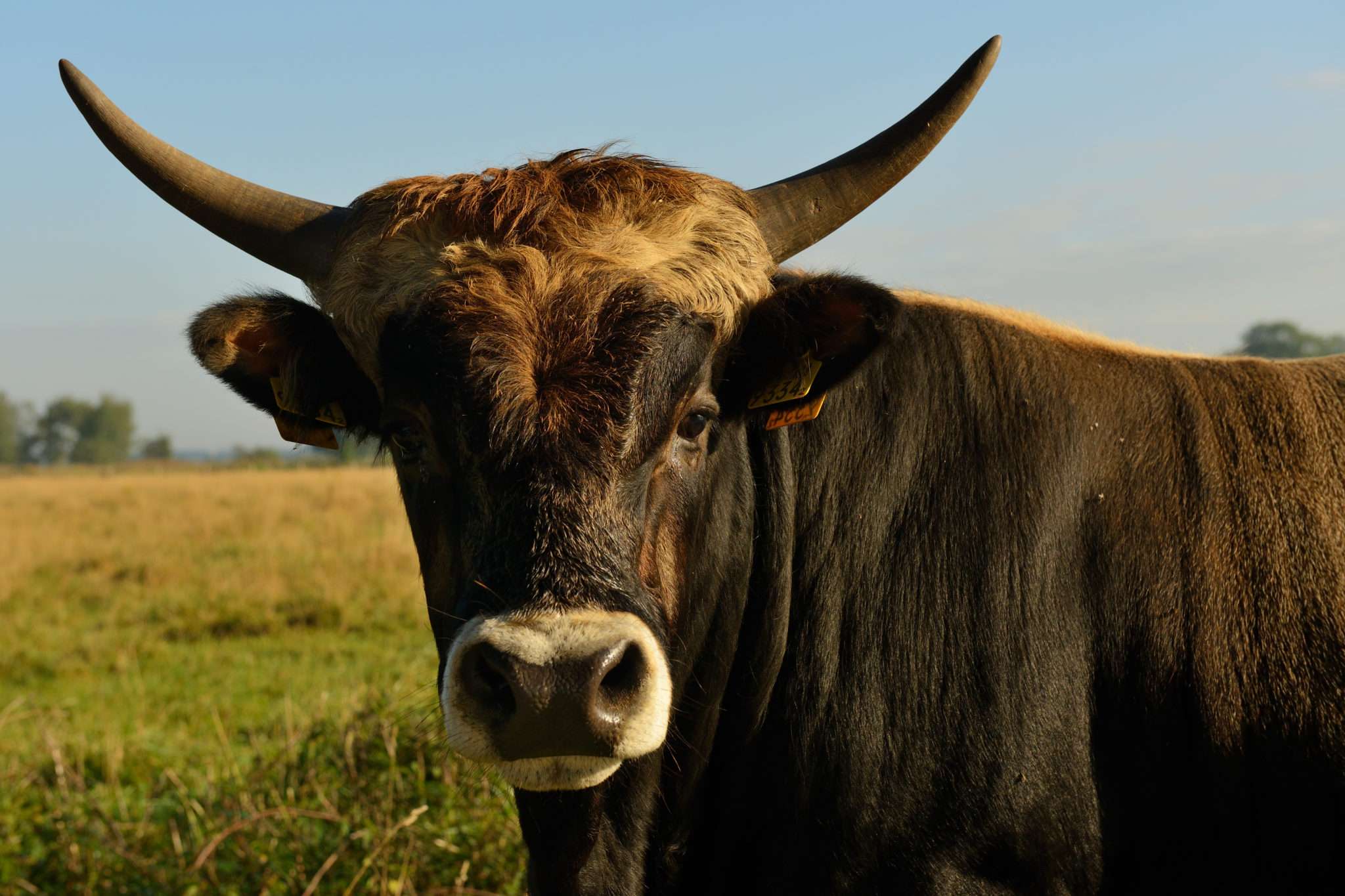 UK ‘return’ for ancient aurochs 400 years after European extinction ...