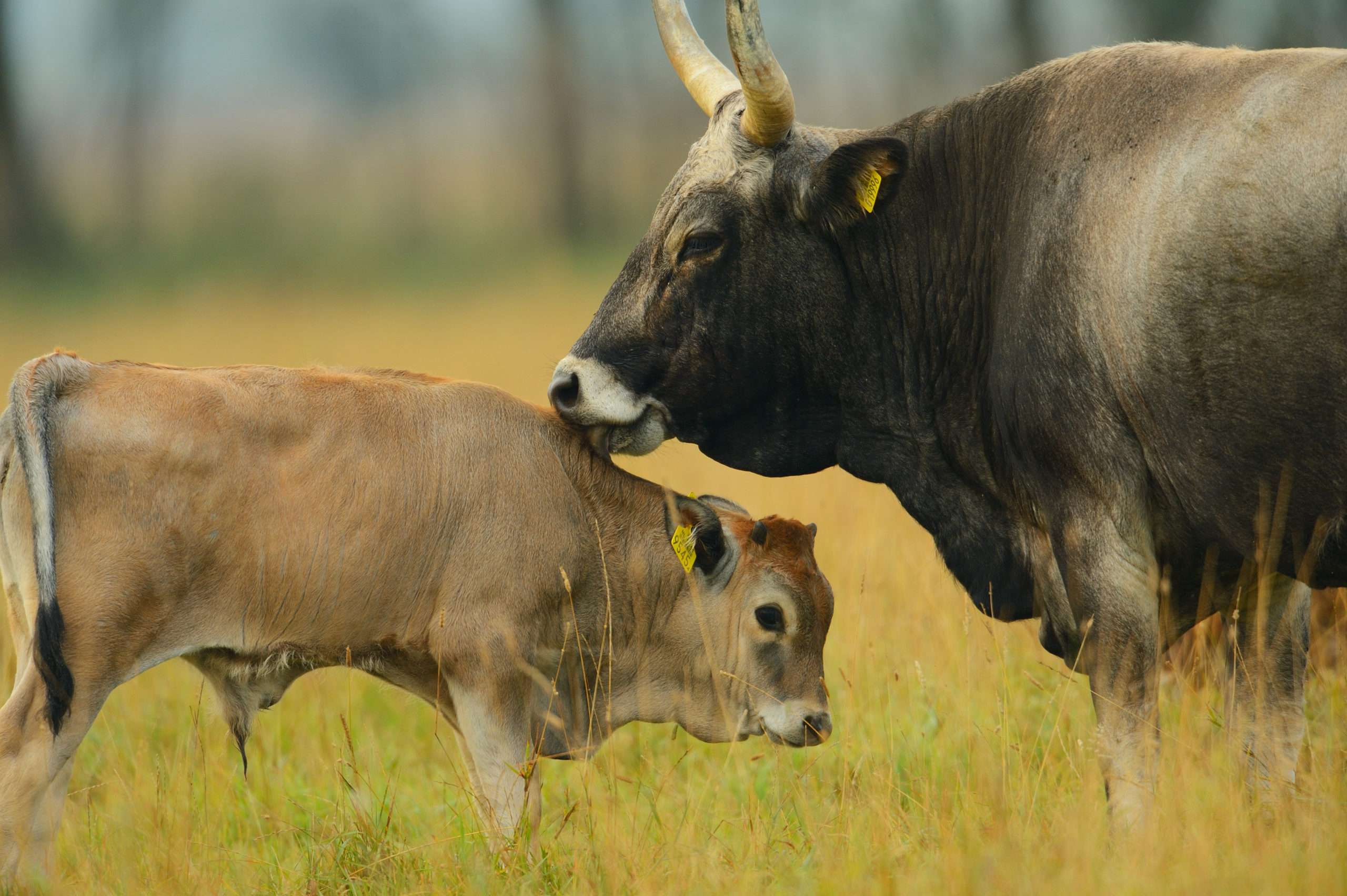 UK ‘return’ for ancient aurochs 400 years after European extinction ...
