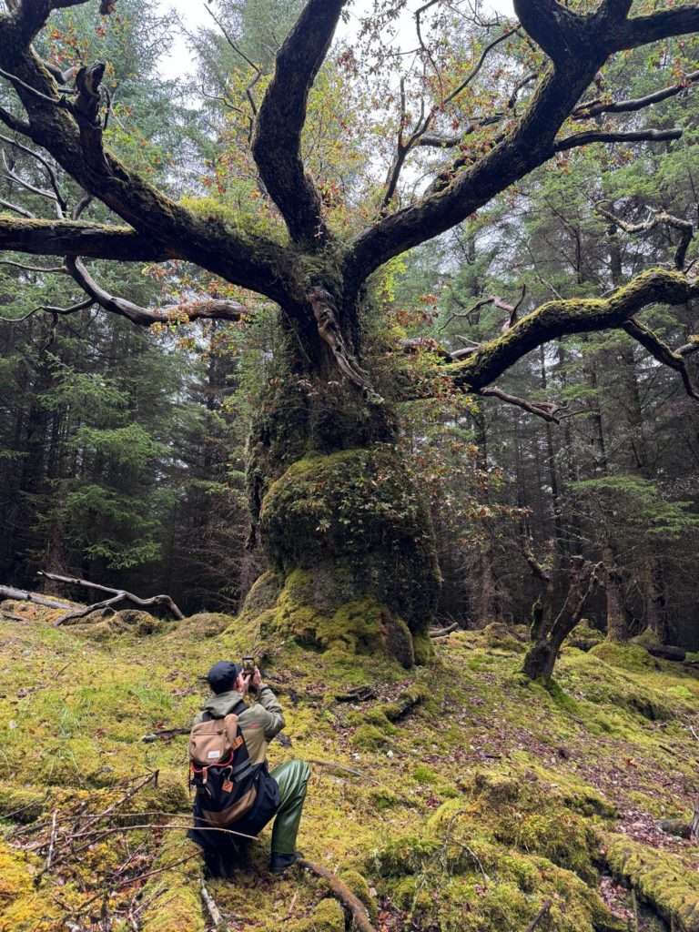 Skipinnish celebrate the Skipinnish Oak being crowned UK’s Tree of the ...