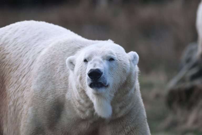 Fishy fossil find points to possible polar bear ancestry for Scottish bears | The Scottish Banner