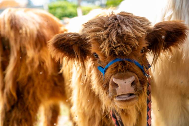 Biennial CelticFest Warwick is back in 2025 | The Scottish Banner