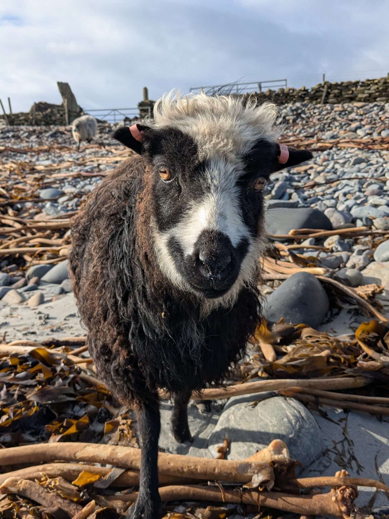 How sheep conquered Scotland | The Scottish Banner