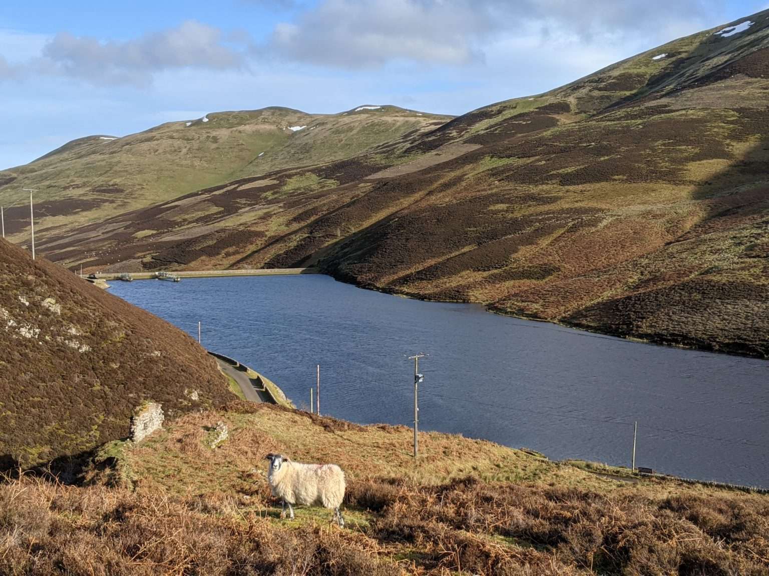 How sheep conquered Scotland | The Scottish Banner