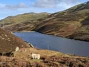 How sheep conquered Scotland | The Scottish Banner