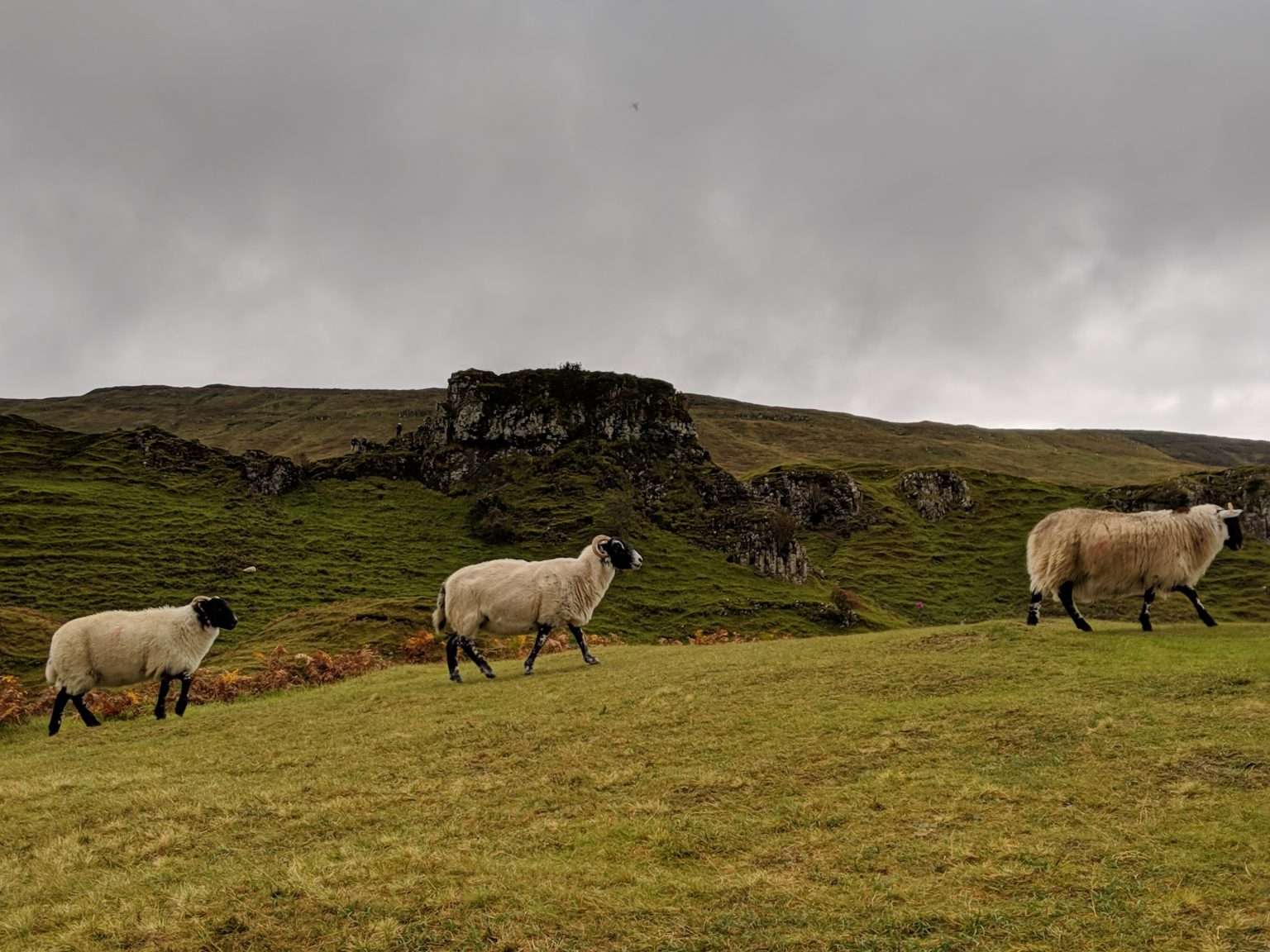 How sheep conquered Scotland | The Scottish Banner