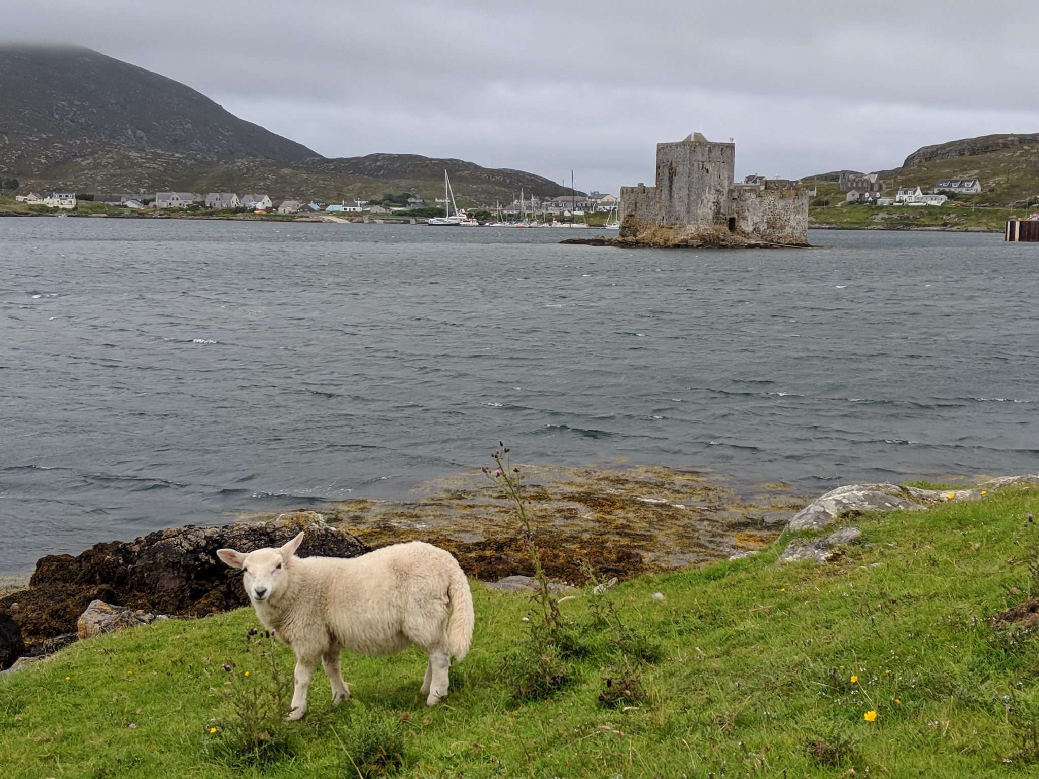 How sheep conquered Scotland | The Scottish Banner