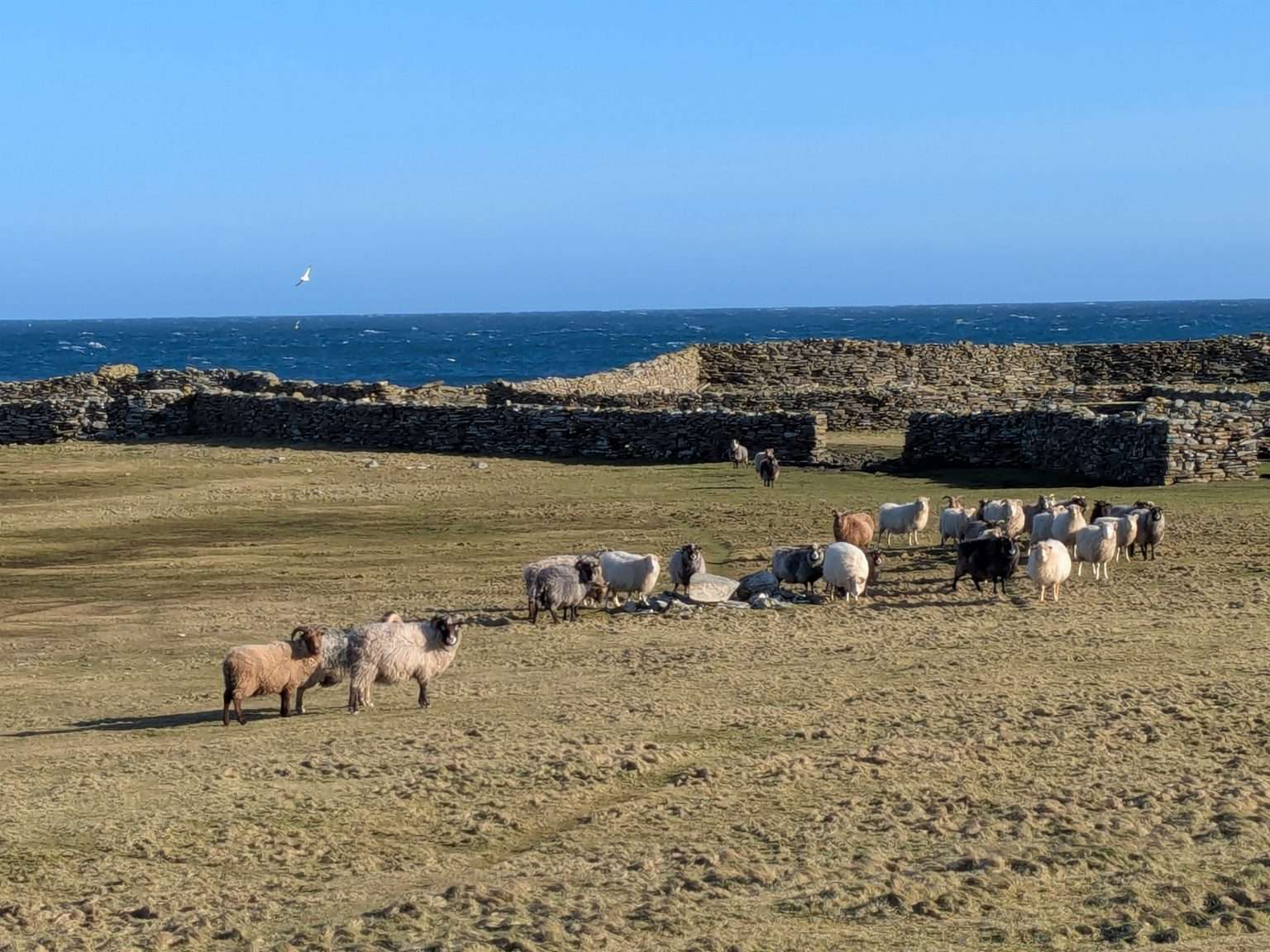 How sheep conquered Scotland | The Scottish Banner
