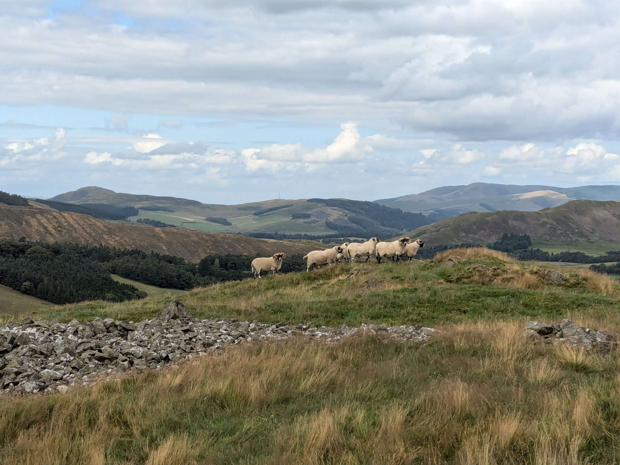 How sheep conquered Scotland | The Scottish Banner
